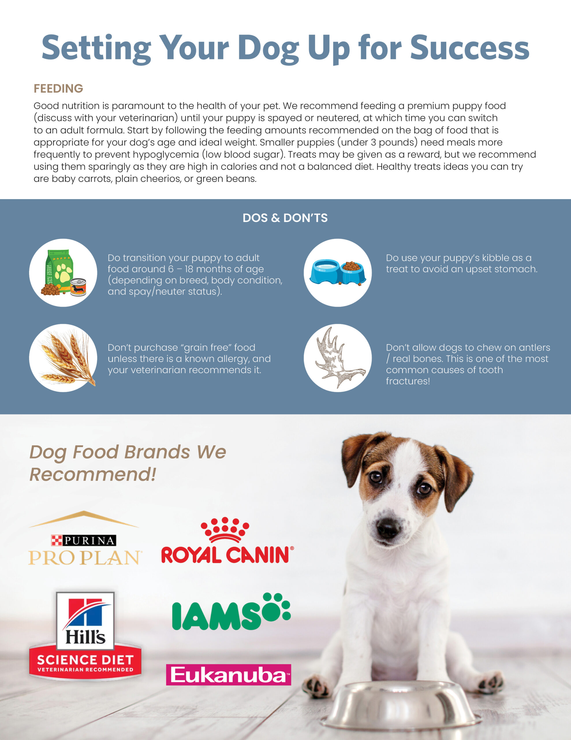 New Puppy Care | Mt. McKinley Animal Hospital